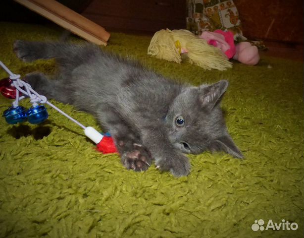 Кошка