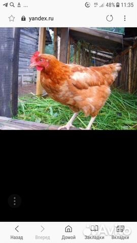 Продам кур 7 шт