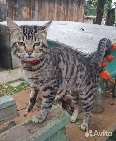Метис бенгальской кошки бесплатно