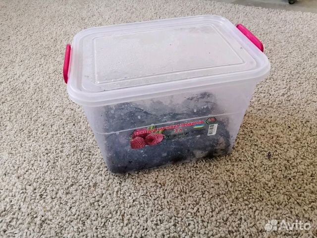 Улитка Ахатина Иммакулята