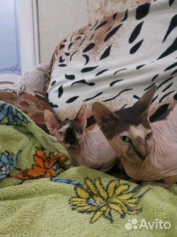 Канадский сфинкс