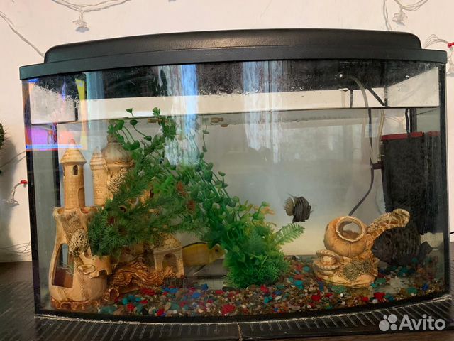 Рыбки еллоу и чернополосые