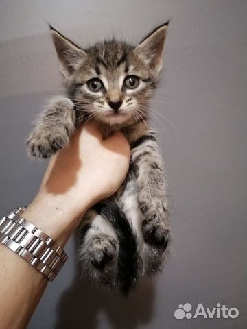 Котенок в добрые руки