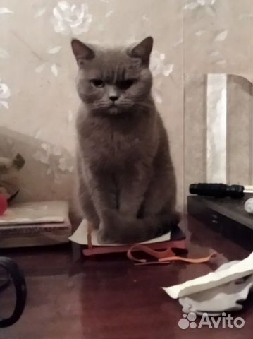 Шотландская кошка, зовут Ева,отдам в хорошие руки