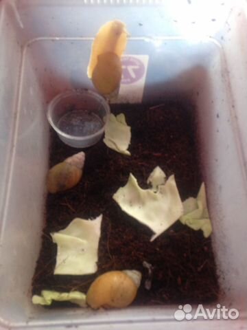 Продам улиточек