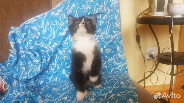 Котёнек(кошечка) только в хорошие руки