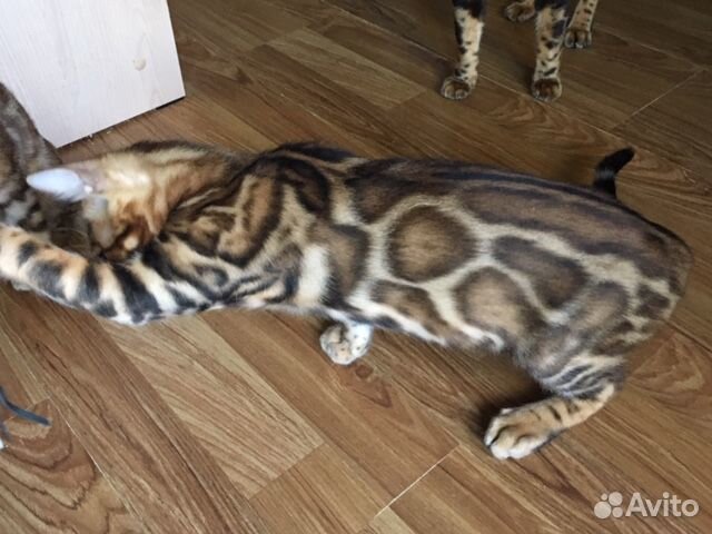 Обалденный котик элитных кровей