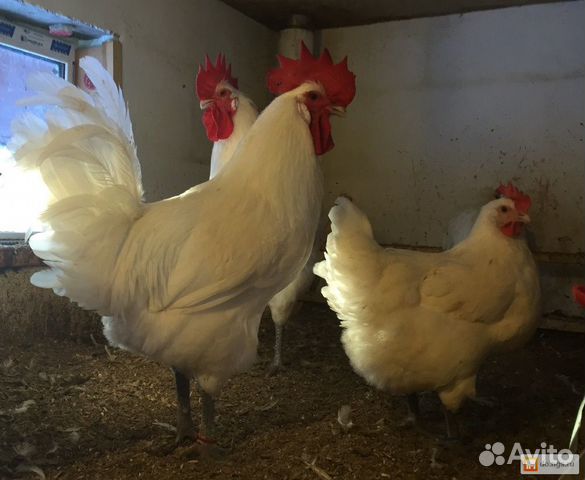 Взрослые куры