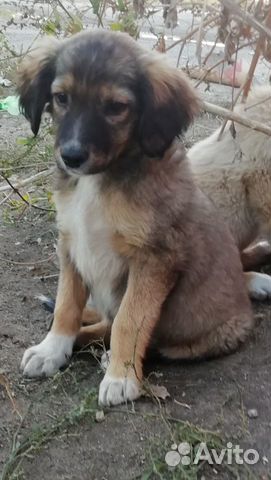 Крупный щенок с кудрявыми ушами