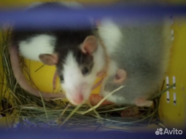 Продам крысок