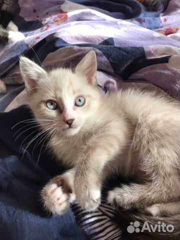 Отдаем котёночка