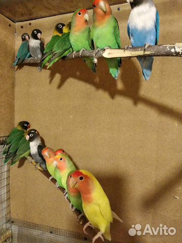Попугай неразлучники
