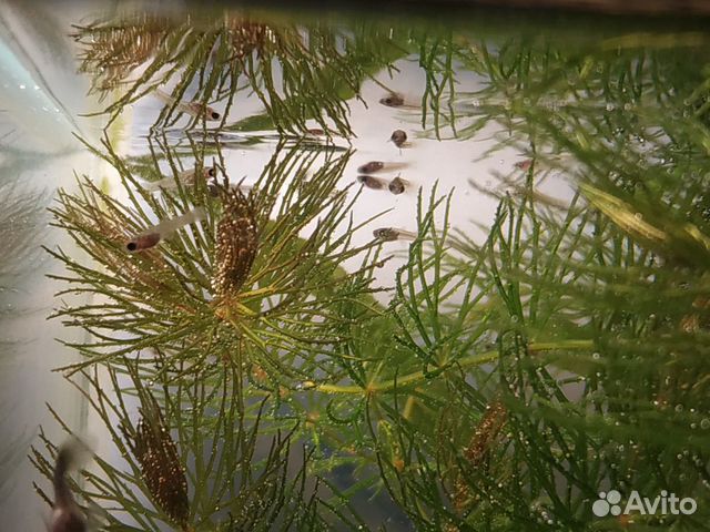 Мальки гуппи бесплатно