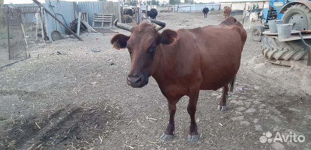 Корова дойная