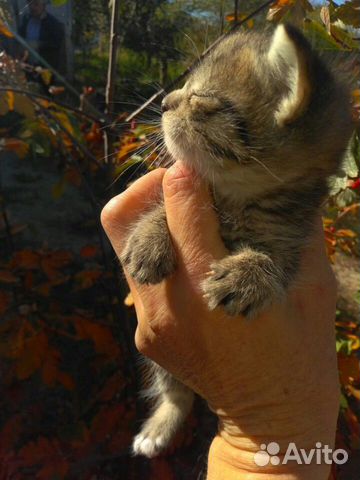 Котёнок в добрые руки