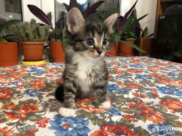 Котята 1.5 месяца