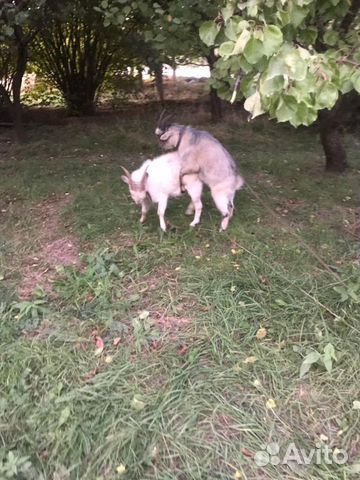 Козел для вязки