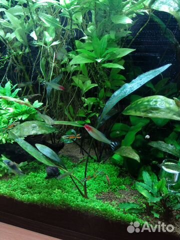 Криптокарина Бласса (Cryptocoryne blassii)