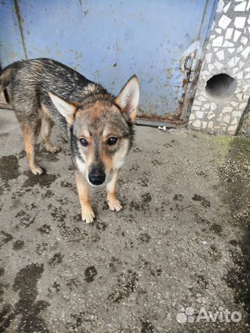 Подростка Бакса волчьего окраса в дар