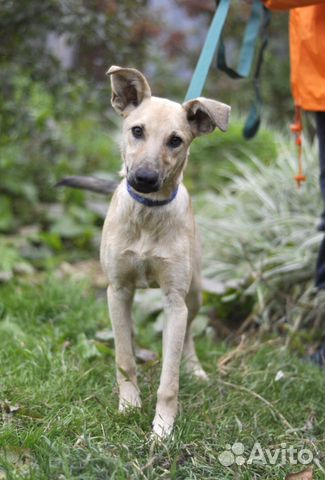 Не крупный подросток