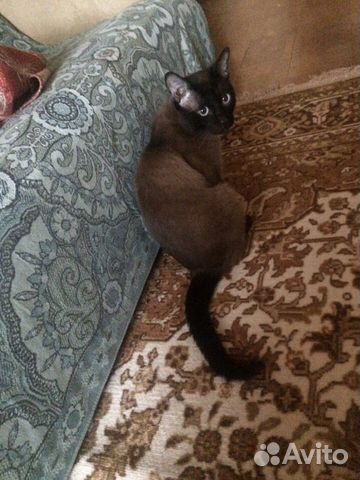 Отдам в хорошие руки тайского кота