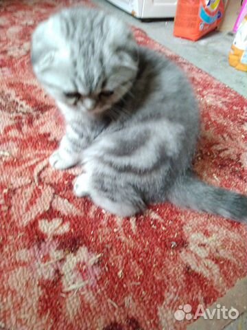 Британочка