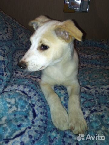 Щенок Собака Лайка