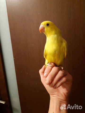 Ожереловый попугай, птенец выкормыш