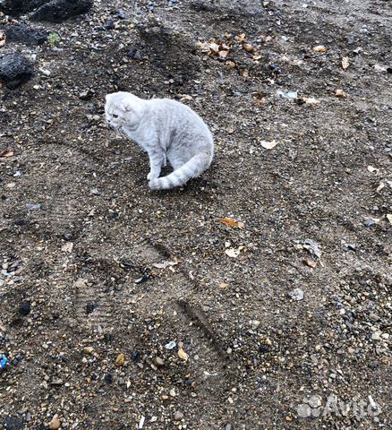 Потерялась кошка