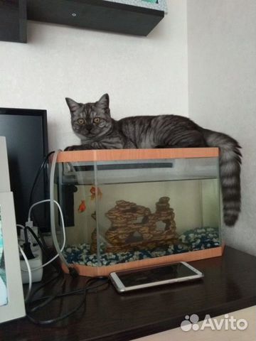 Шотландская кошка