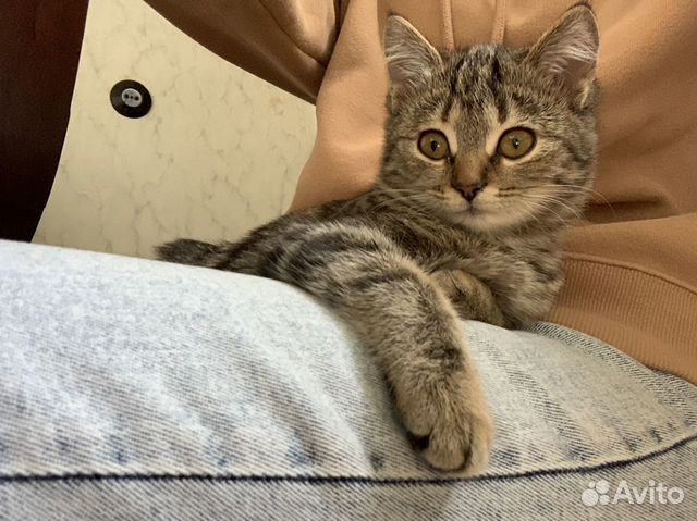 Котенок ищет дом