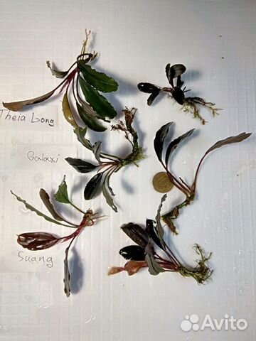 Буцефаландры