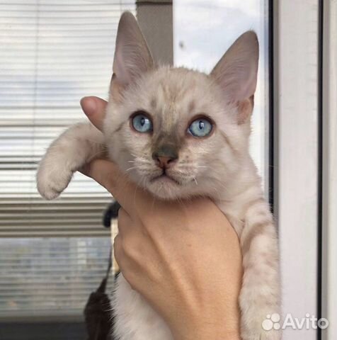 Бенгальская кошка Линкс
