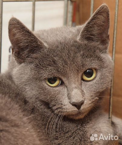 Голубой котенок - шотландский котенок Шеба, 5 мес