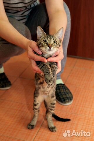 Котята 4.5 мес