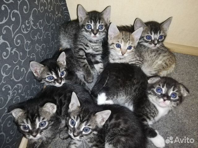 Котятки веселые ребятки)