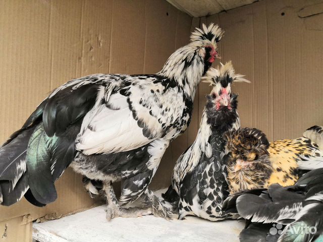 Павловские петухи