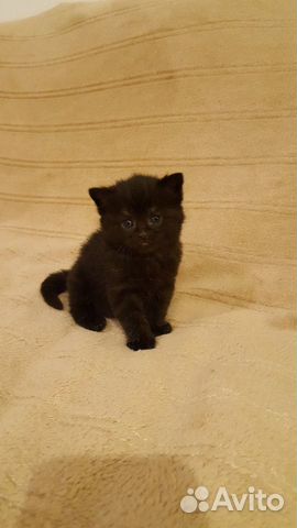 Британские котята