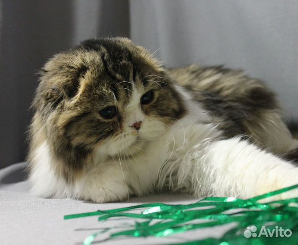 Ласковый котик породы хайленд фолд