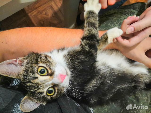 Котенок в дар
