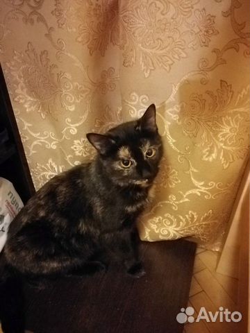 Потеряшка, пестрая кошка ищет новый дом