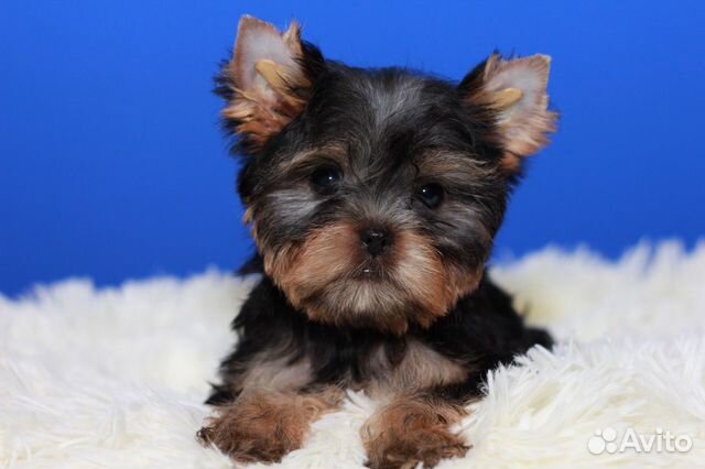 Очаровательная мини девочка