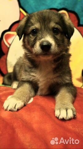 Дружочек-малышочек 1.5 мес