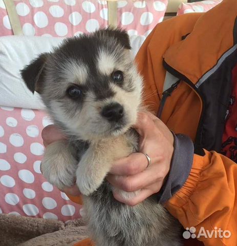 Ластик щенок