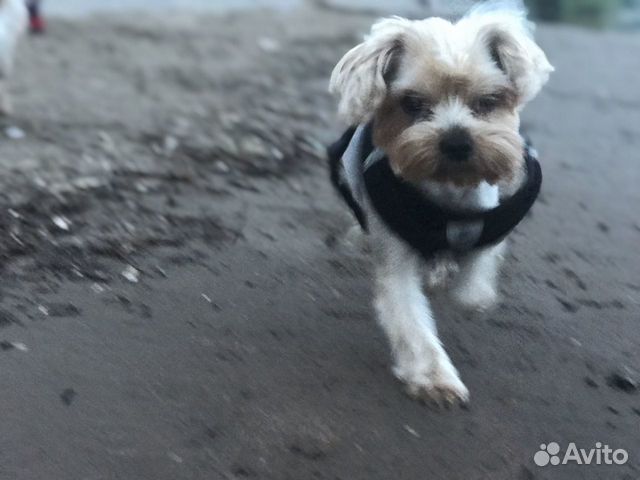 Йоркширский терьер Вязка