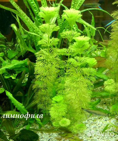 Аквариумные растения неприхотливые, грунт, улитки