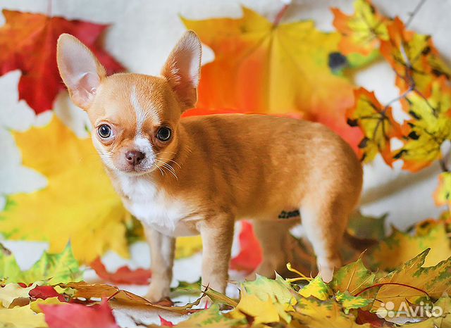 Чихуахуа рыжая лисичка
