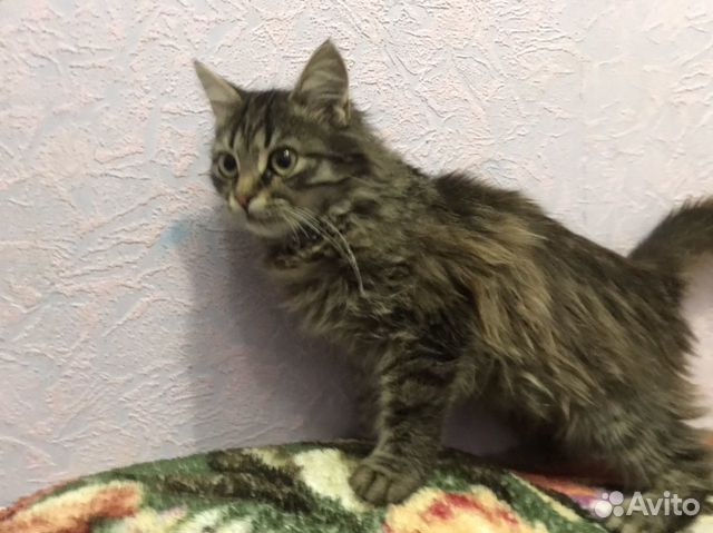 Отдаю котят в добрые руки