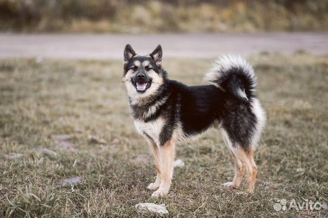 Собака в добрые руки (Лютик)