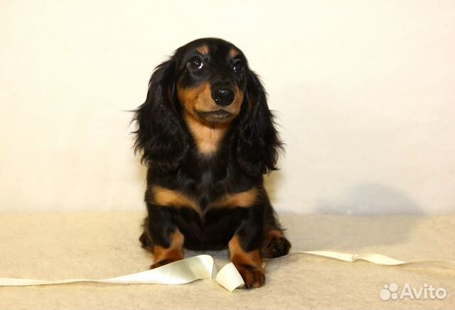 Длинношерстные девочки кроличьи\мини